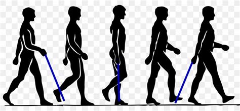 Walking Person Clip Art PNG 2692x1250px Walking Bipedal Gait Cycle