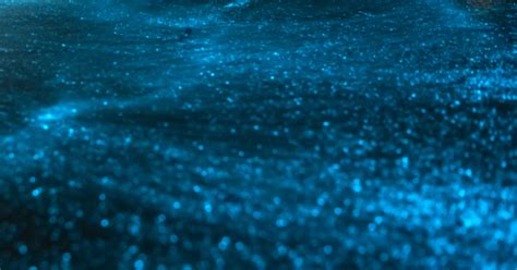 Discover The Glow Best Times And Places To See Bioluminescence In Florida