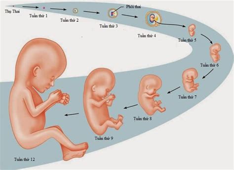 Lý thuyết Bài 31 Sinh trưởng và phát triển ở động vật Khoa học tự