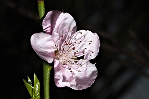 Fleurs Bloom Fleurir Photo Gratuite Sur Pixabay Pixabay