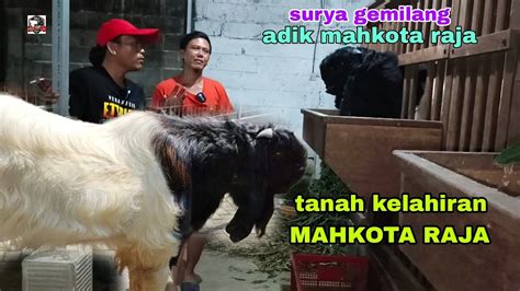 Kaki Petung Farm Dolan Kandang Melihat Induk Mahkota Raja Youtube