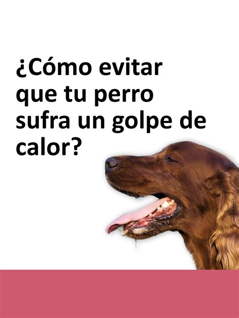Cómo evitar que tu perro sufra un golpe de calor Cole de Canes