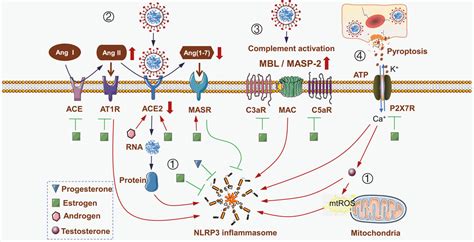 Frontiers Sex Related Overactivation Of NLRP3 Inflammasome Increases