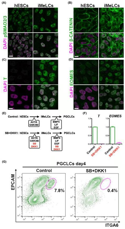 Tgf And Wnt Signaling Are Required For Pgclc Induction From Hescs