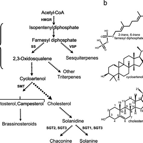 Simplified Biosynthetic Pathway For Steroidal Glycoalkaloids GAs