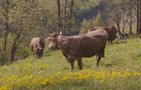 Bio Suisse Formaggio Svizzero