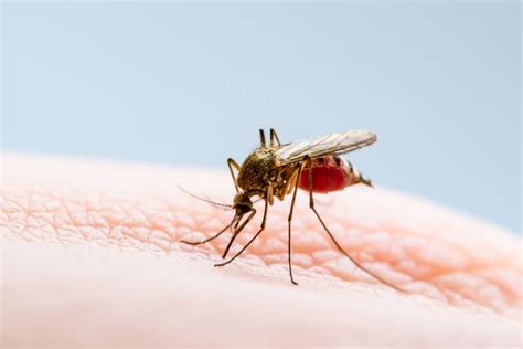 Por qué me pican los mosquitos más que a otras personas Descubre los