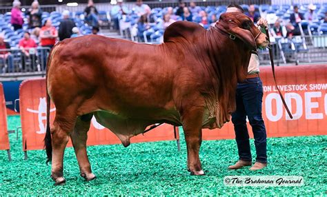 Red Brahman Bull