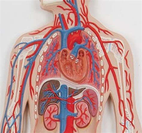 Arteries Veins Model 1 Diagram Quizlet