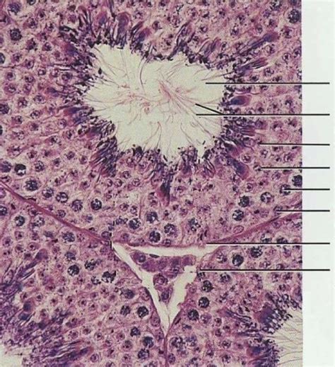 Seminiferous Tubule Histology Diagram Quizlet