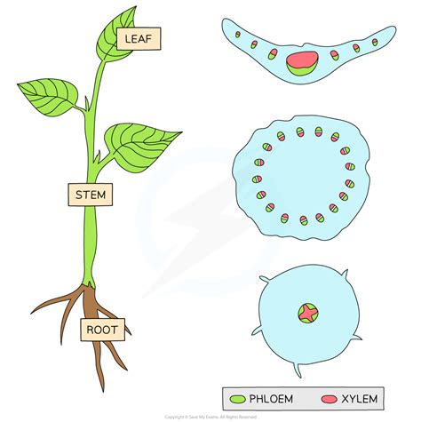 Cie A Level Biology Xylem Phloem Distribution