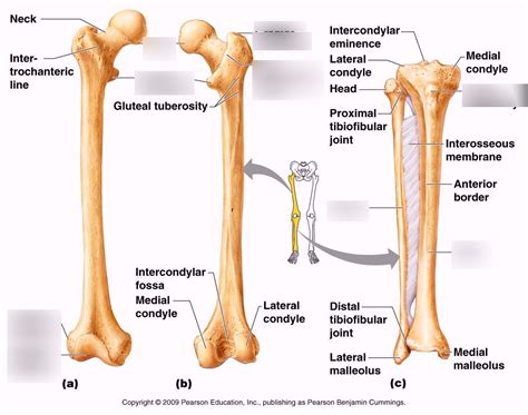 Leg Bones Diagram Quizlet