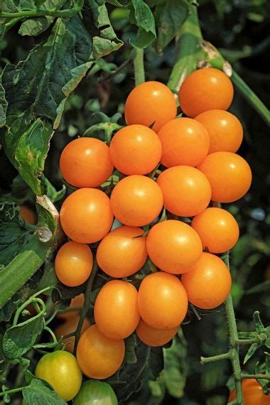 Pomidory uprawa i pielęgnacja Frutas y verduras fotos Frutas y