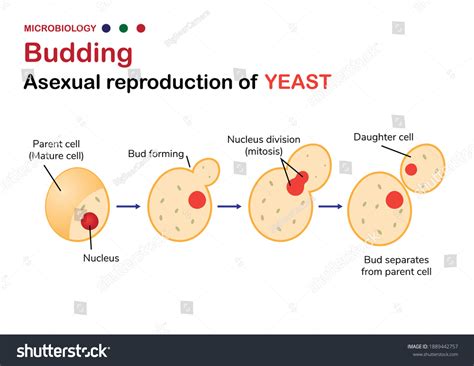 What Is Budding Process Examples Types Of Budding 50 Off