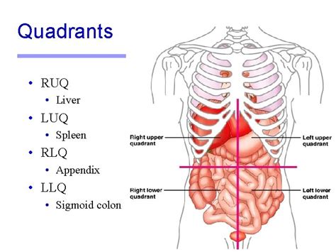 Lab Activity Language Of Anatomy Anatomy Gross