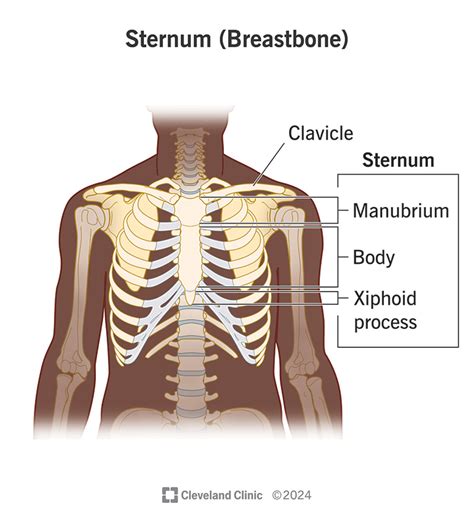 Xiphoid Process Pain Lump On The Sternum Structure