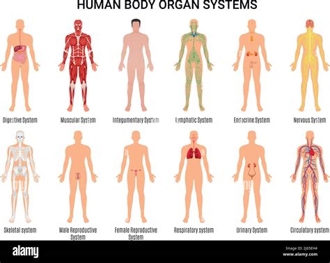 Principaux 12 systèmes d organes du corps humain anatomies pédagogiques