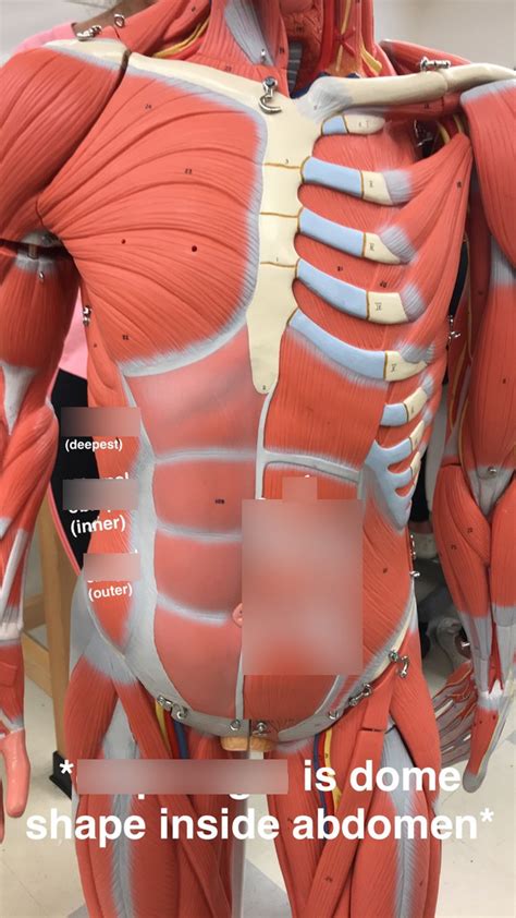 Abdominal Model Diagram Quizlet