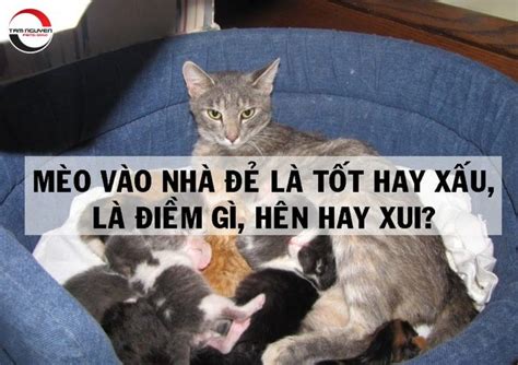 H Nh Nh Nh Ngh O H I H C B S U T P C O V Ch T L Ng Cao V I