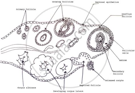 Draw A Neat And Well Labelled Diagram Showing T S Of Ovary And