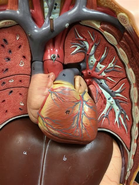 External Anterior Heart Diagram Quizlet