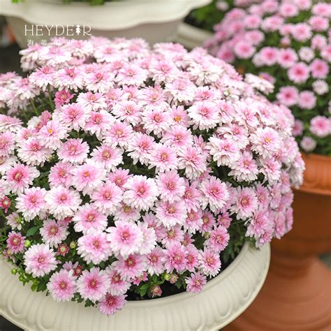 海蒂的花园球菊千头菊盆栽菊花苗好养荷兰菊紫菀四季耐寒植物花卉 虎窝淘