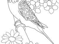 11 idées de Oiseaux à colorier colorier oiseaux à colorier coloriage
