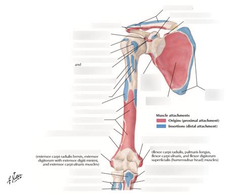 Anterior Pectoral Girdle Muscle Attachments Diagram Quizlet