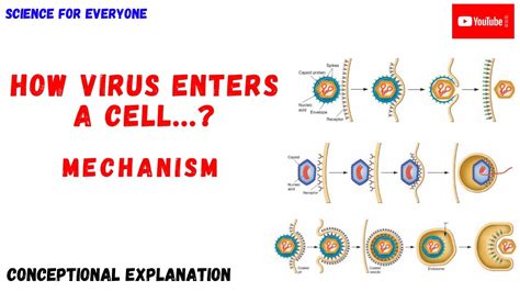 How Virus Enter Host Cell Mechanism Entry Of Enveloped Naked