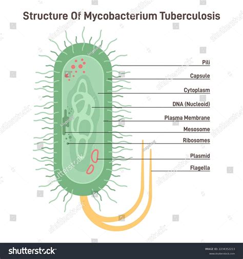 Mycobacterium Tuberculosis Labelled Diagram Vrogue Co NBKomputer
