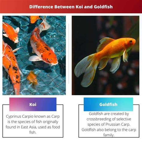 Koi Vs Goldfish Difference And Comparison