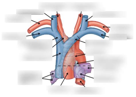 Branches Of Aortic Arch Superior Vena Cava Diagram Quizlet