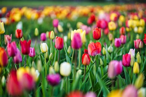 Tulipany Kwiaty Pole Darmowe zdjęcie na Pixabay Pixabay