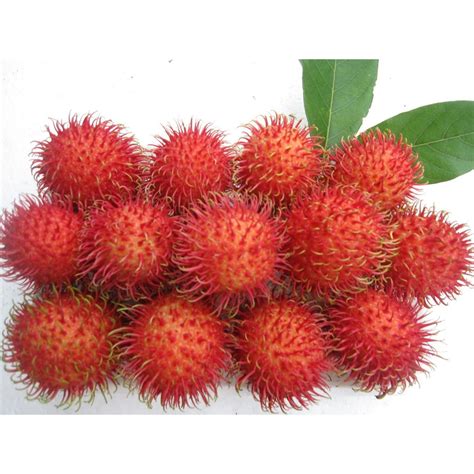 Jual Buah Rambutan Manis 1 Kg Shopee Indonesia