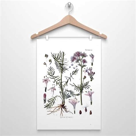 Waleriana Plakat A Zielnik Zio A Archiwum Pakamera Pl