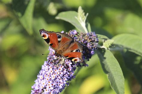Borboleta Pav O Inseto Foto Gratuita No Pixabay Pixabay