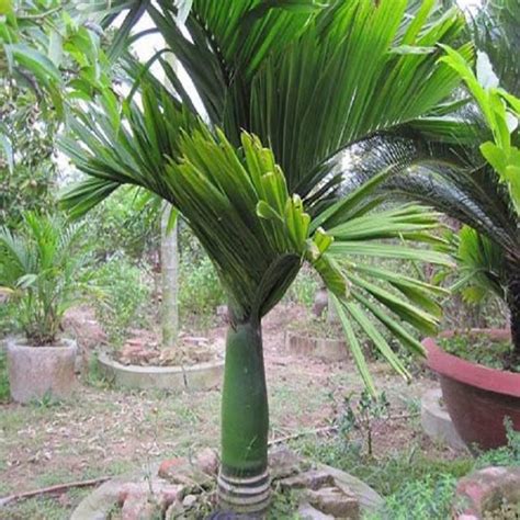 Thẳng tay vứt quà tân gia bố vợ tặng vào thùng rác tôi xấu hổ khi nghe