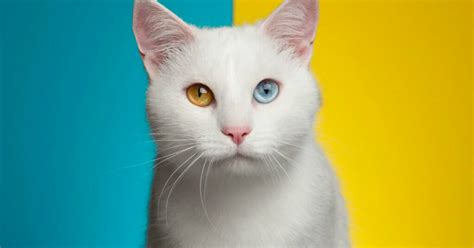 Qu Colores Ven Los Gatos Son Todos Dalt Nicos