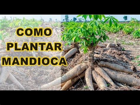 Melhor Video Como Plantar Mandioca Maniva De Mandioca Aipim