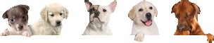 Races De Chien Qui Aiment Les Enfants