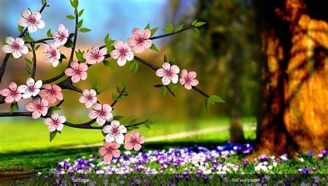 Flower Wallpaper Hd Full Screen Mobile Myweb