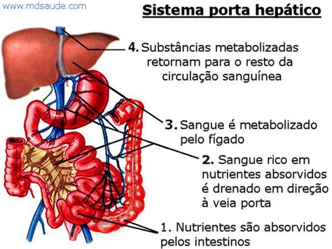 5 questões sobre Vesícula e Vias Biliares que já caíram nas provas