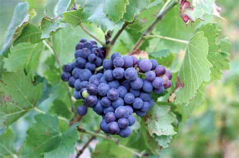 Absolutely Stunning Fruit Trees That Grow Great In Containers Garden