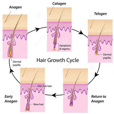 Brazilian Wax Anus Photos And Other Amusements