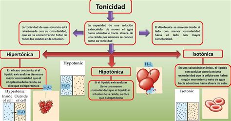 Alejandro Valenzuela Blog de Fisiología Básica UAS Tonicidad
