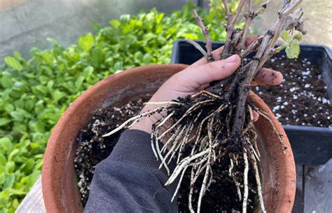 Como Hacer Esquejes De Parra O Vid La Huerta De Ivan