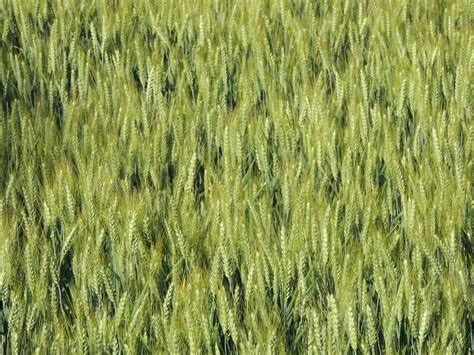 Kostenlose Foto Baum Natur Feld Weizen Lebensmittel Fr Hling