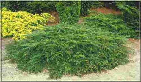 Taxus Baccata Repandens Cis Pospolity Repandens FOTO Internetowy