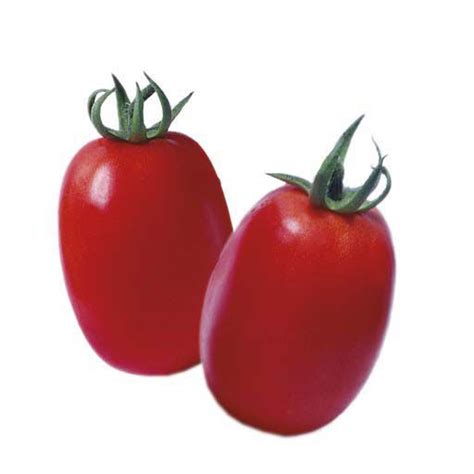 Semence De Tomate Rouge Tandi F1 Eastwestseed Ronde Hybride