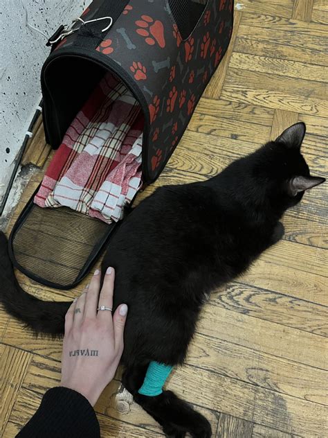 Miss Naked Geisha on Twitter Відкриваю сексі кото збір на мого котю